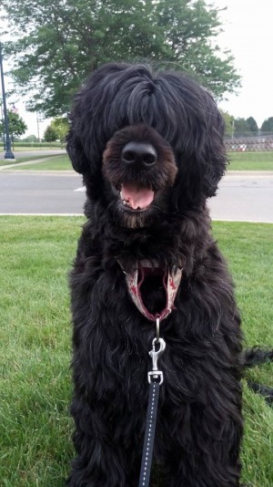 Liste de Chiens de la race Golden-Retriever (doré) | Eleveurs.ca